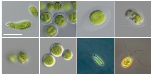 Symbiotic Green Algae | Louise Lewis Lab